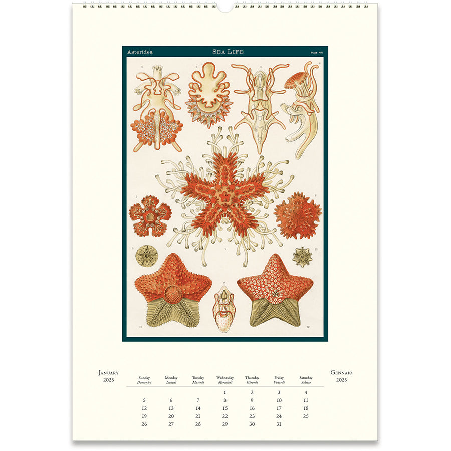 Sea Life 2025 Wall Calendar – Charleston Street