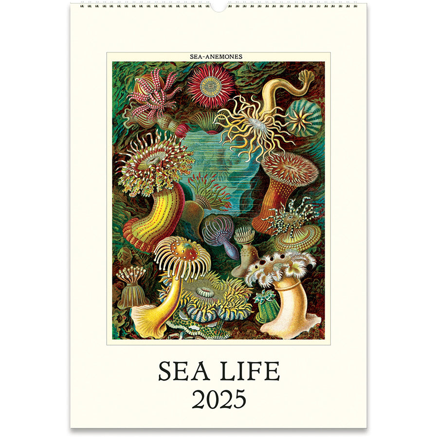 Sea Life 2025 Wall Calendar – Charleston Street